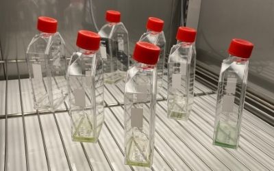 First microalgae at the Lab – GREEN – Generating Energy from ...
